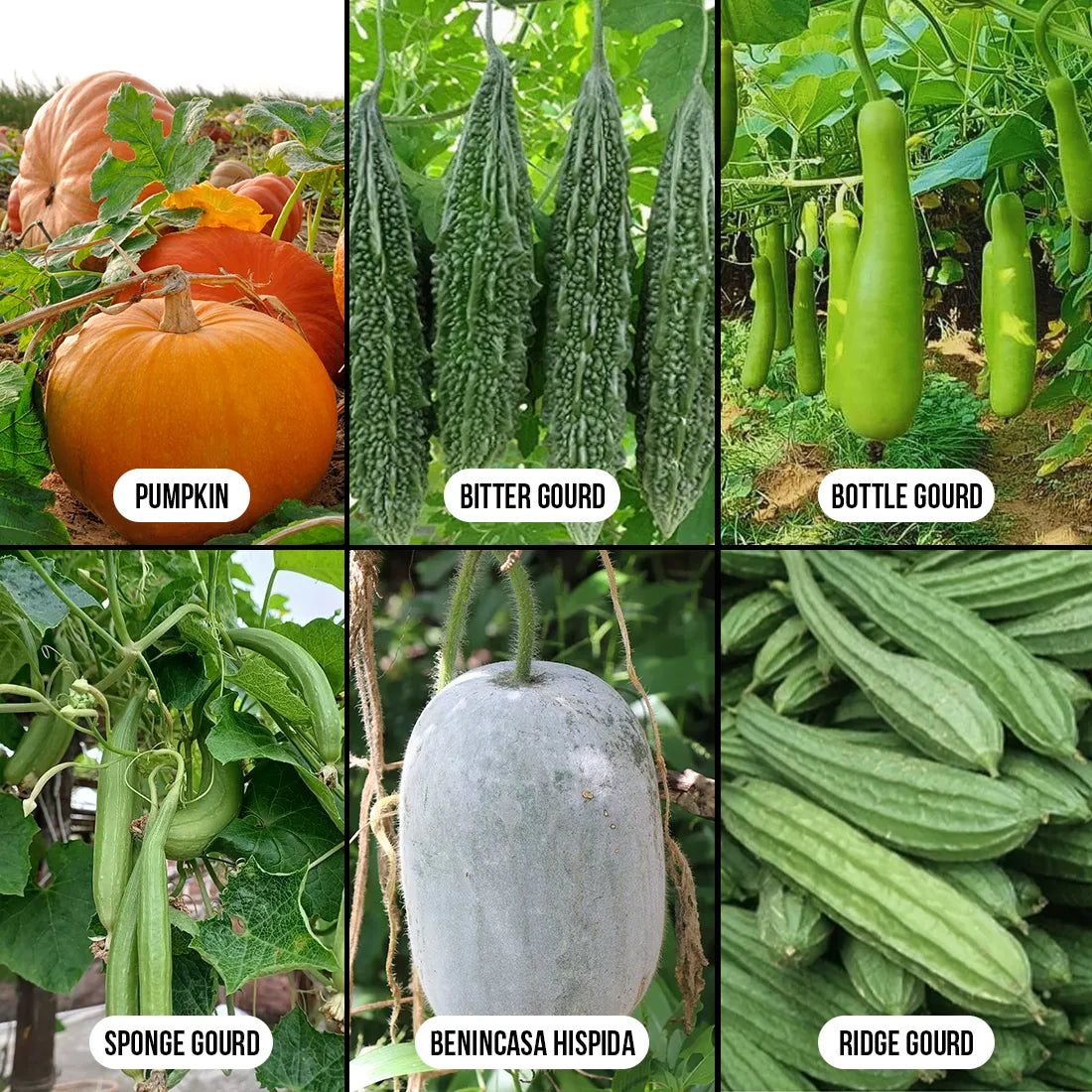 Buy Gourd Seeds Combo Pack | SeedVanam Non-GMO & Naturally Safe