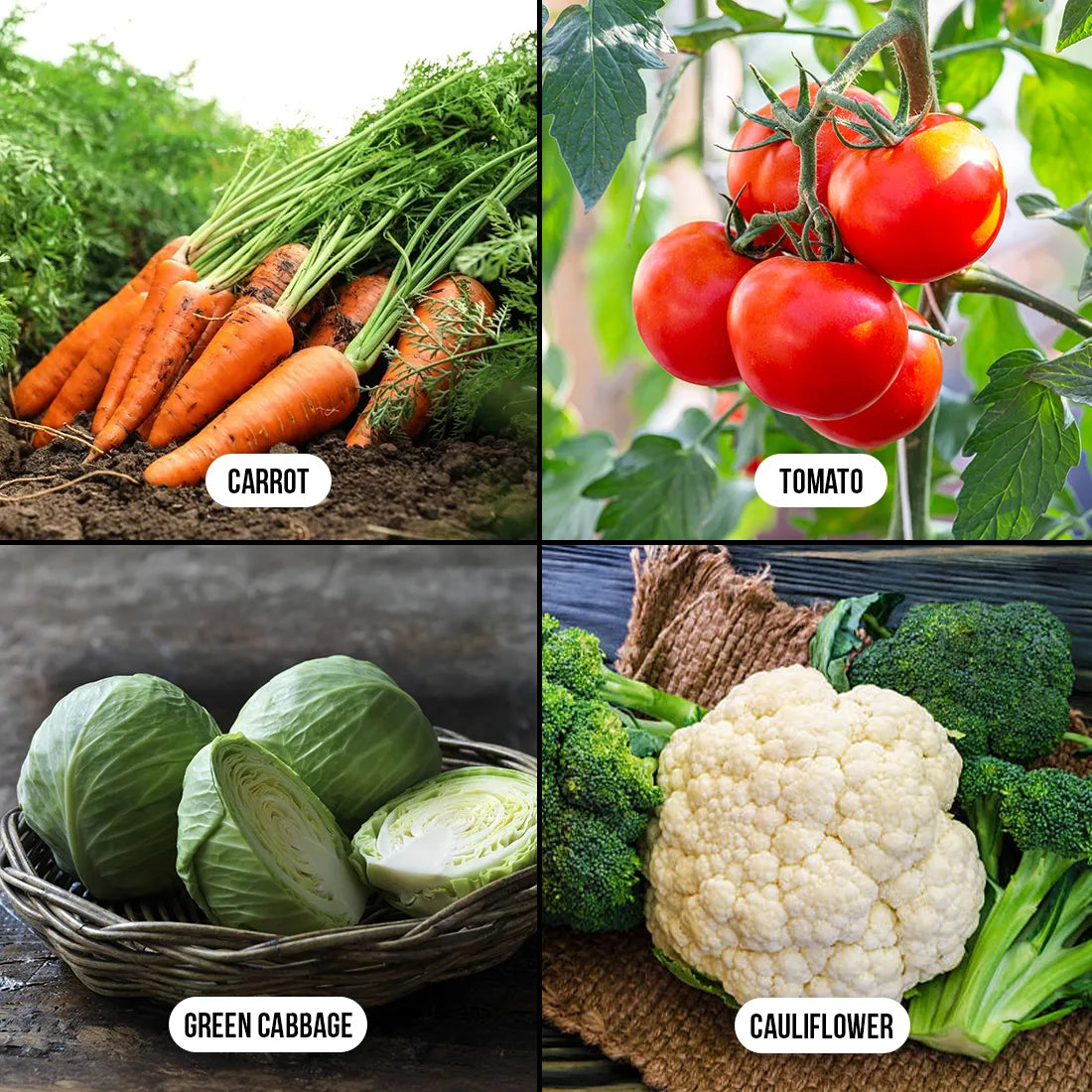 Leafy Head Vegetable Seeds Combo | SeedVanam Organic, Non-GMO, Order Now