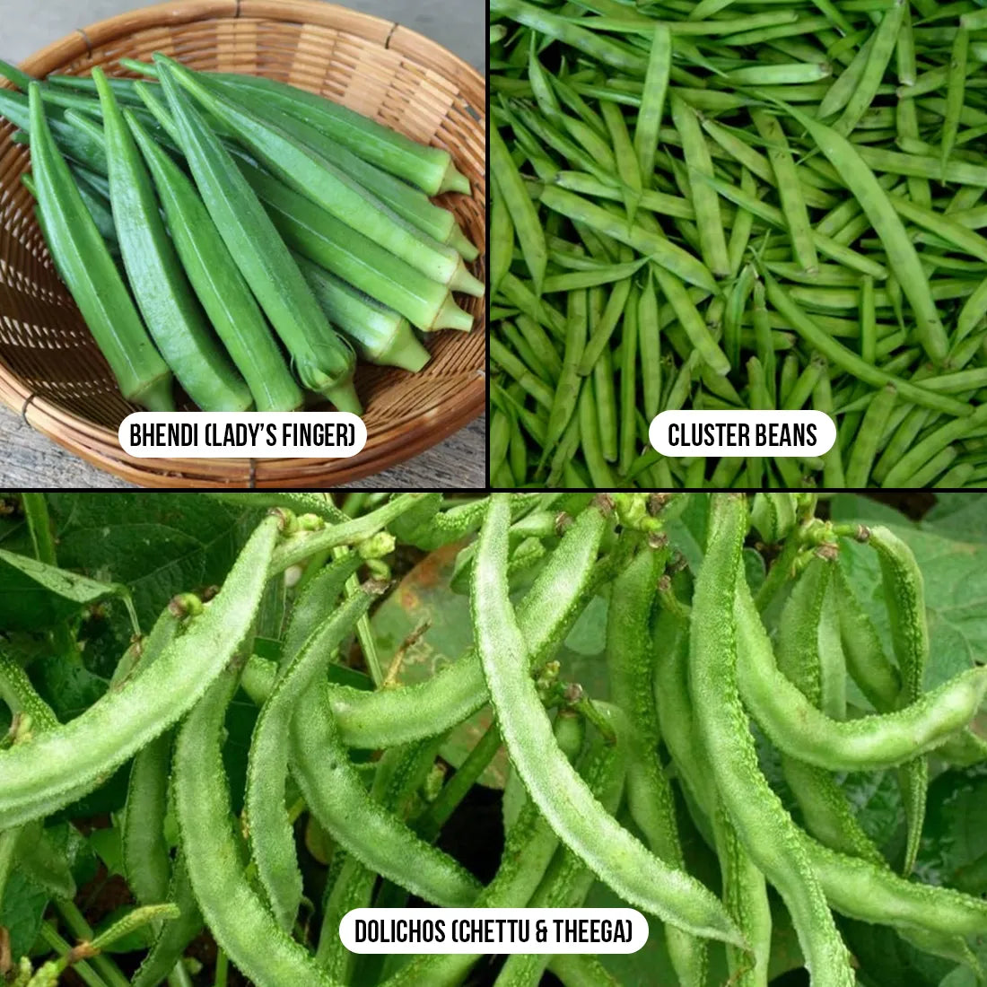 Okra, Cluster Beans, Dolichos Seeds | SeedVanam Organic, Safe, Order Now