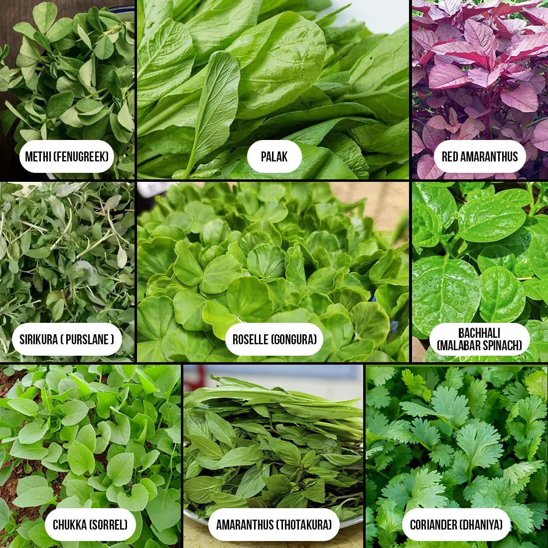Leafy Greens Multipack Seeds Combo | SeedVanam Non-GMO, Organic
