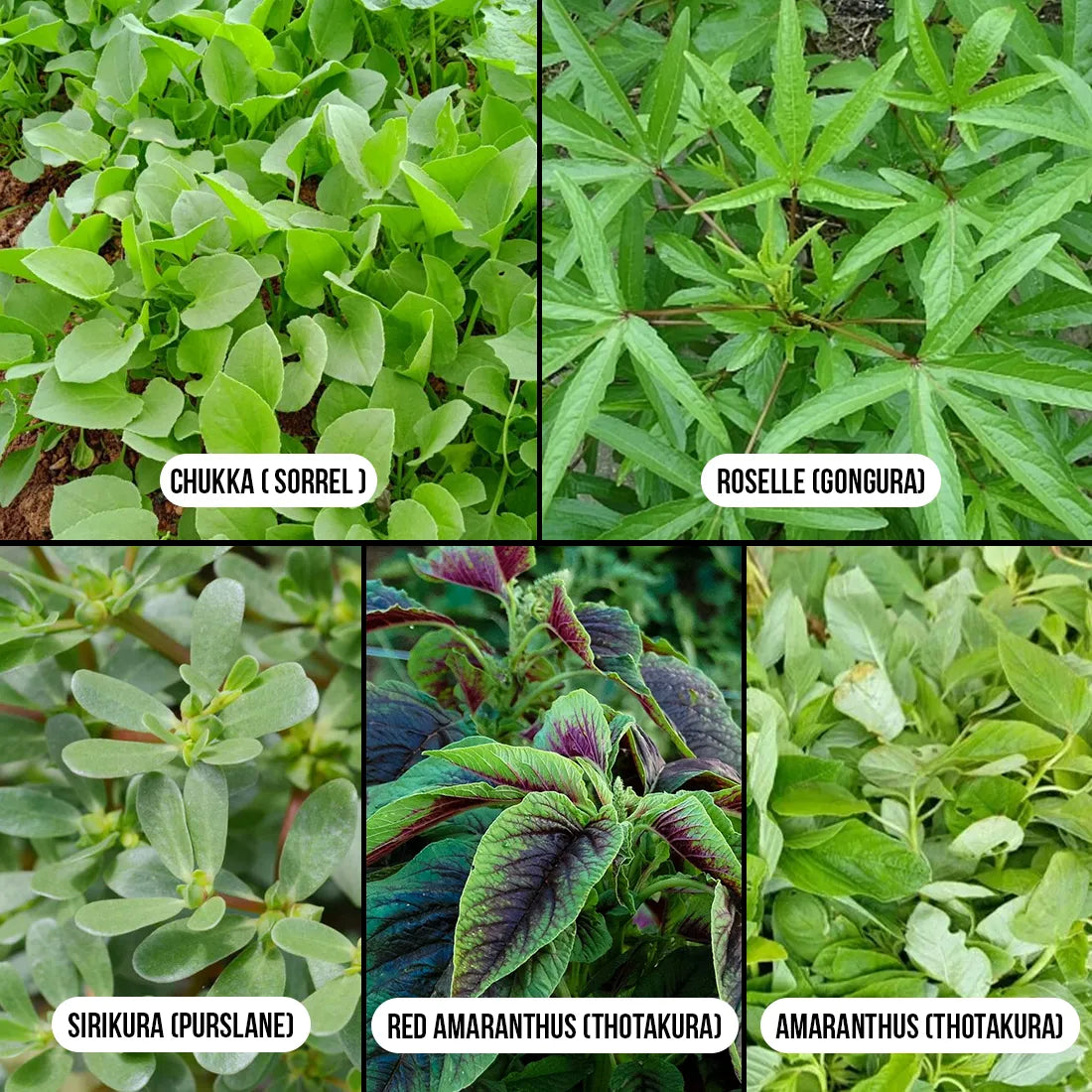 Summer Leafy Combo Seeds Pack – SeedVanam